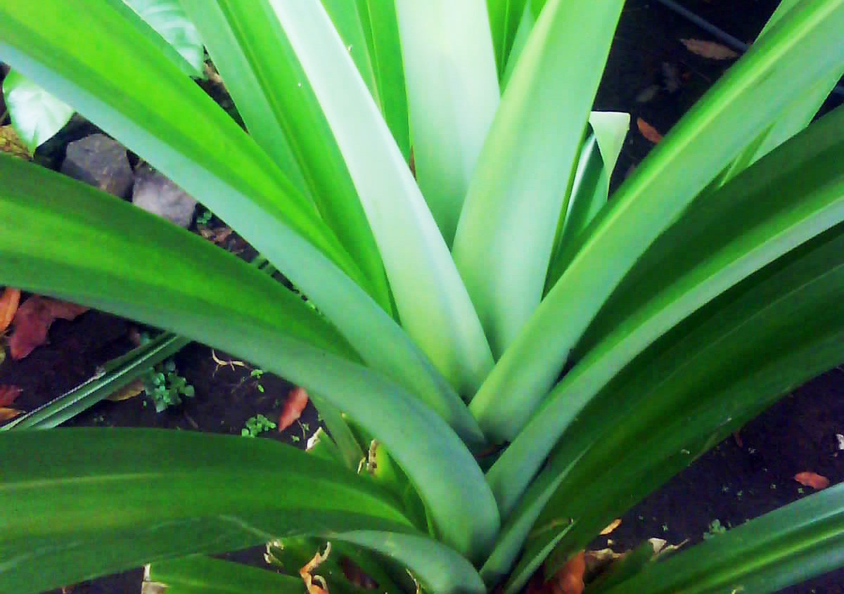 Menanam Dan Budidaya Pandan Harum ~ Bungan Canang