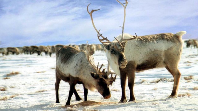 Animales Mágicos 12. El Reno : Mi Rincón Mágico
