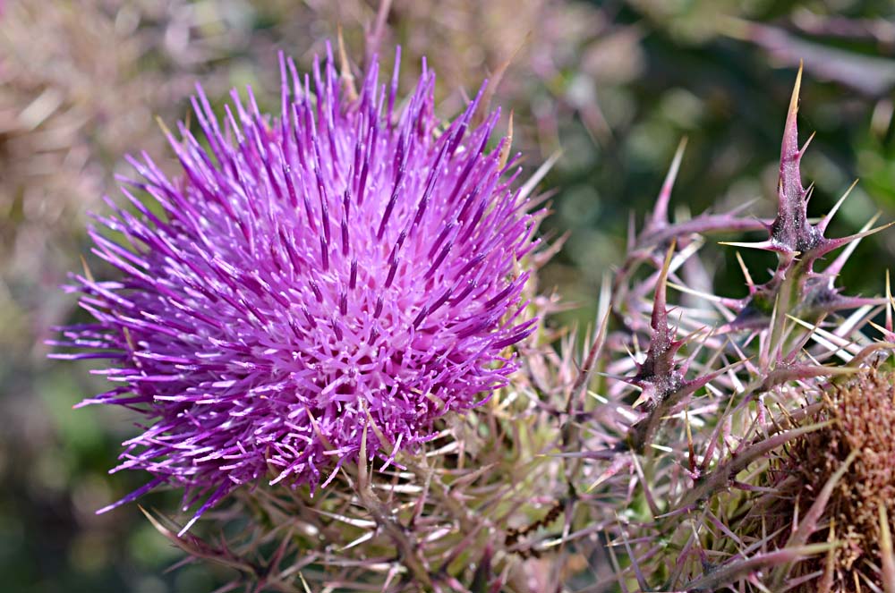Space Coast Wildflowers: March 2013