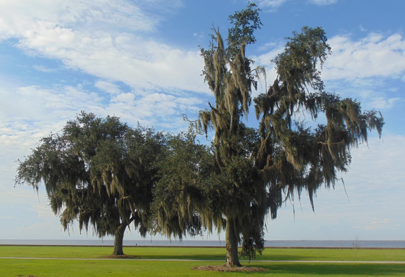 Tammany Family: Moss