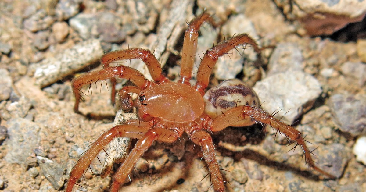 Bioweb 2021-2022: [Arachnology 2021] Revision of the spider family ...