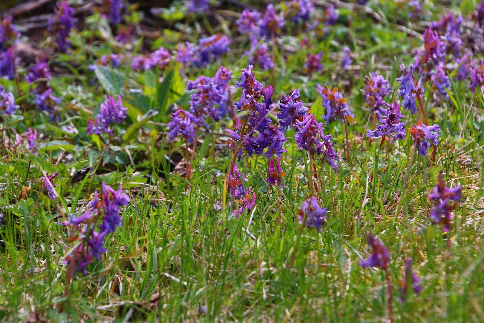 Lysi loodusfoto: Lõokannused