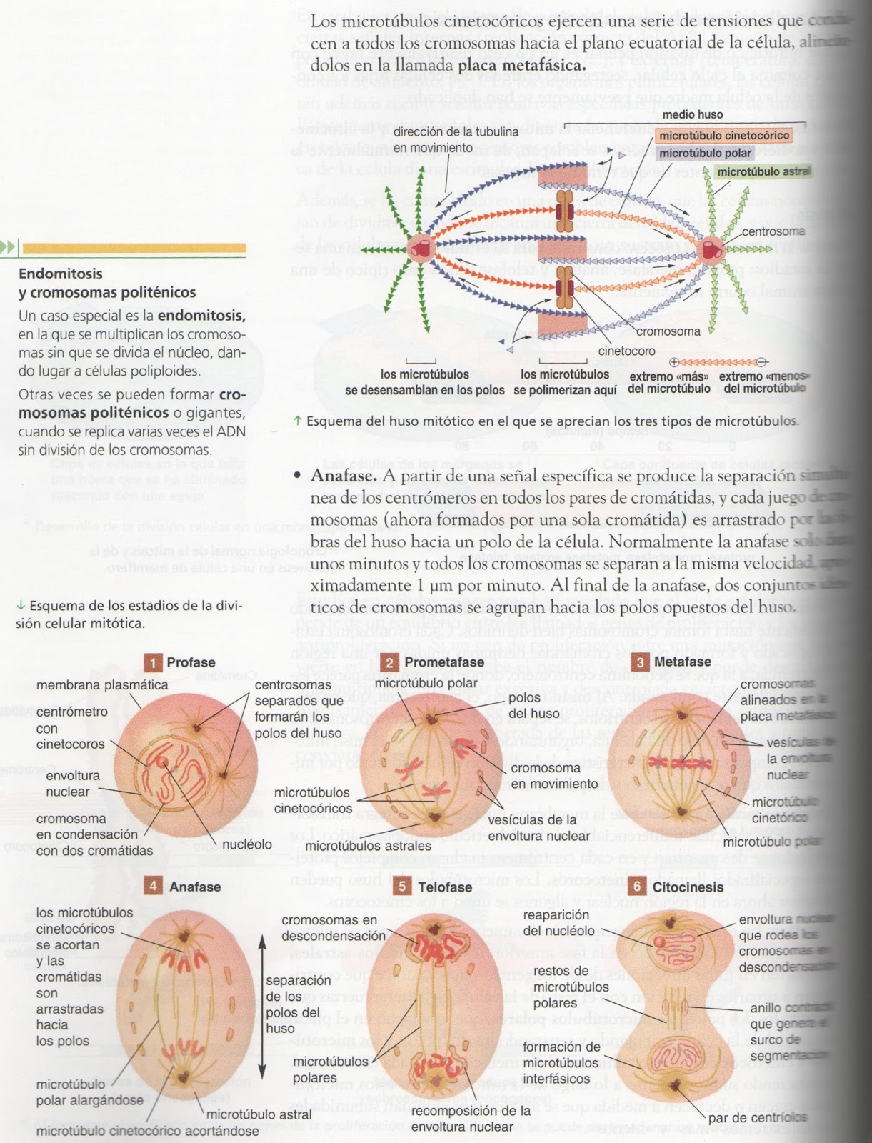 BiologÍa Y GeologÍa En El Colegio AlemÁn De Sevilla Mitosis Y Meiosis