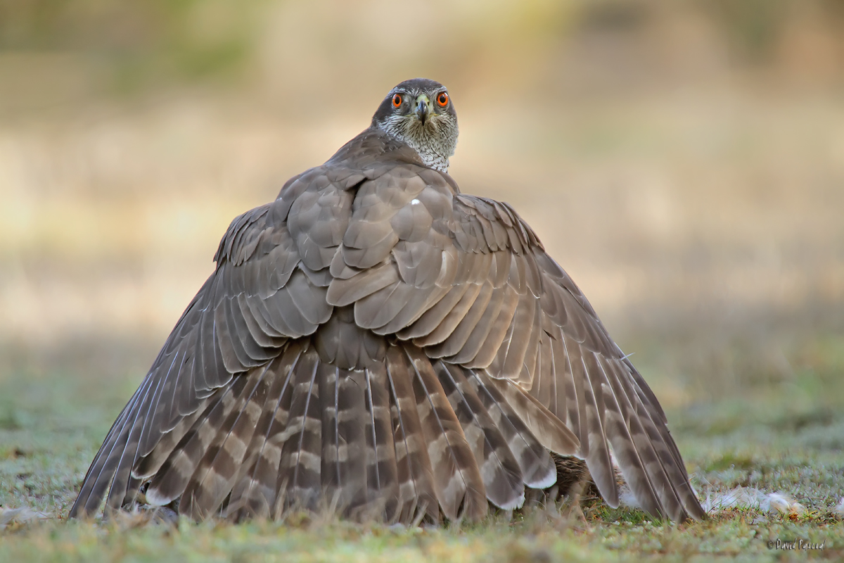 David Pascual: Azor (Accipiter gentilis)