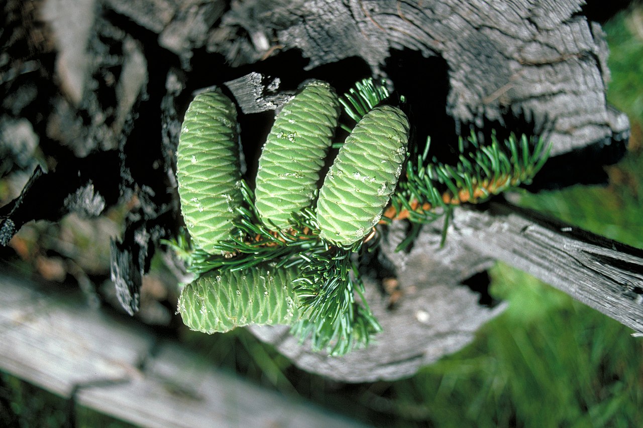 Stories from the Wigwam: Medicinal Monday - The Magnificent Grand Fir Tree