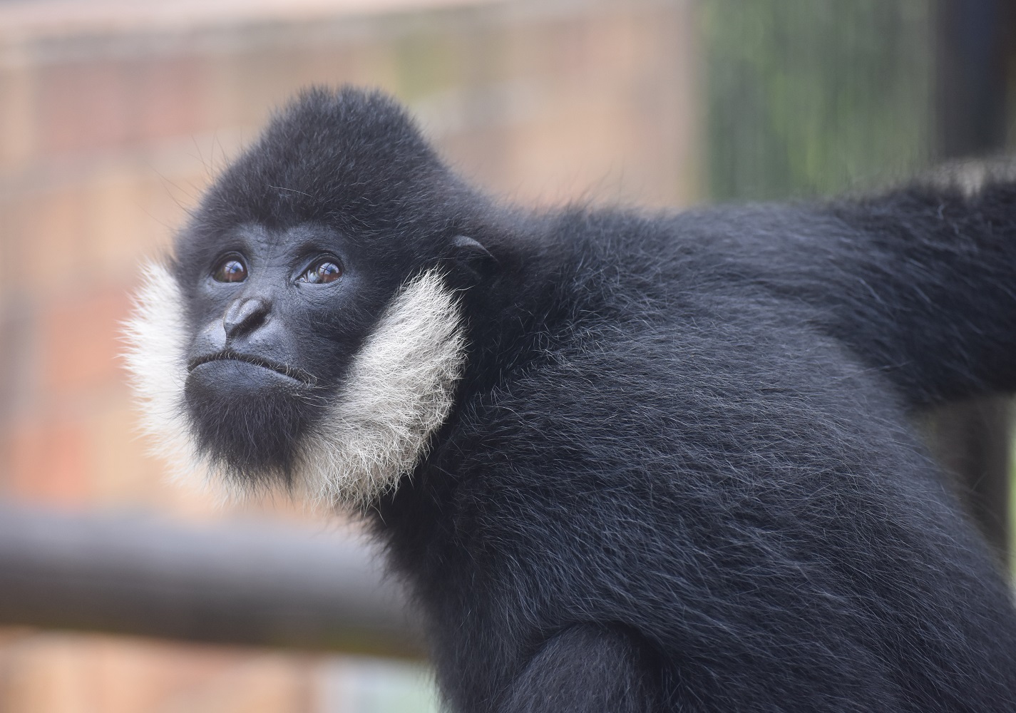 ZOOTOGRAFIANDO (6.100 ANIMALS): GIBÓN DE MEJILLAS BLANCAS / NORTHERN ...