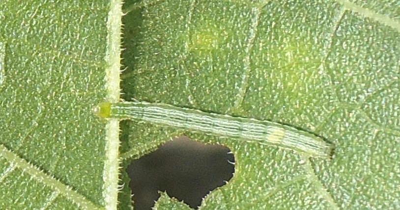 Agronomía en La Pampa.: Alerta por futuro ataque de Isoca Medidora.