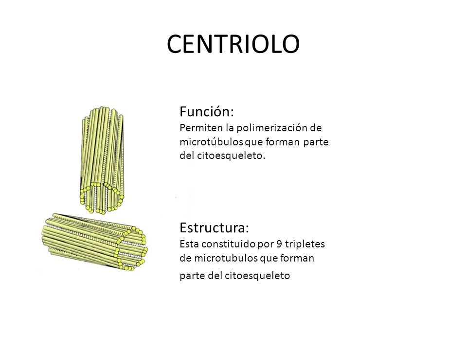Fundamentos de Biología Celular