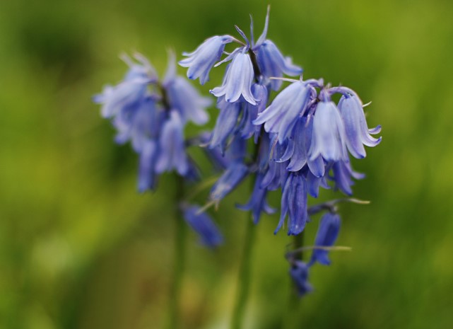 Kansas Wildflower Identification: Early Spring Flowers