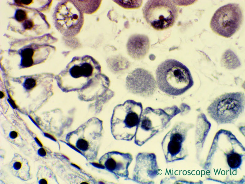 Microscope World Blog: Lily Flowers under the Microscope