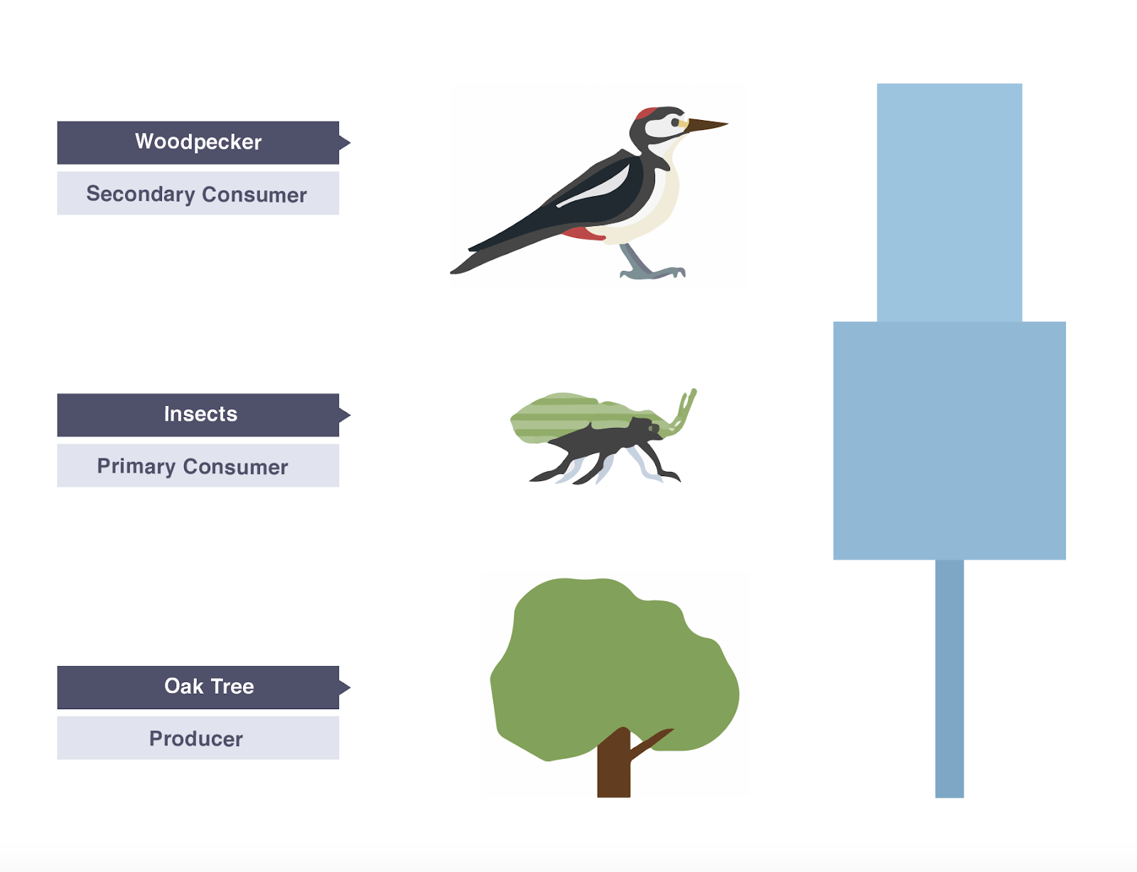 IGCSE Biology 2017: 4.7: Understand the Concepts of Food Chains, Food ...
