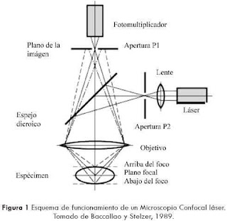 Microscopio Confocal: ¿Cómo funciona un Microscopio Confocal?