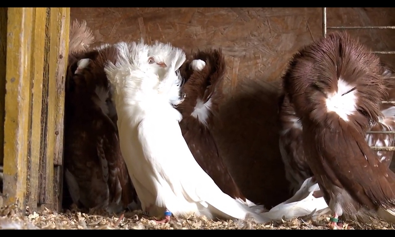 7 Jenis Merpati Yang Paling Populer di Indonesia - Ra.INDaH BLOG