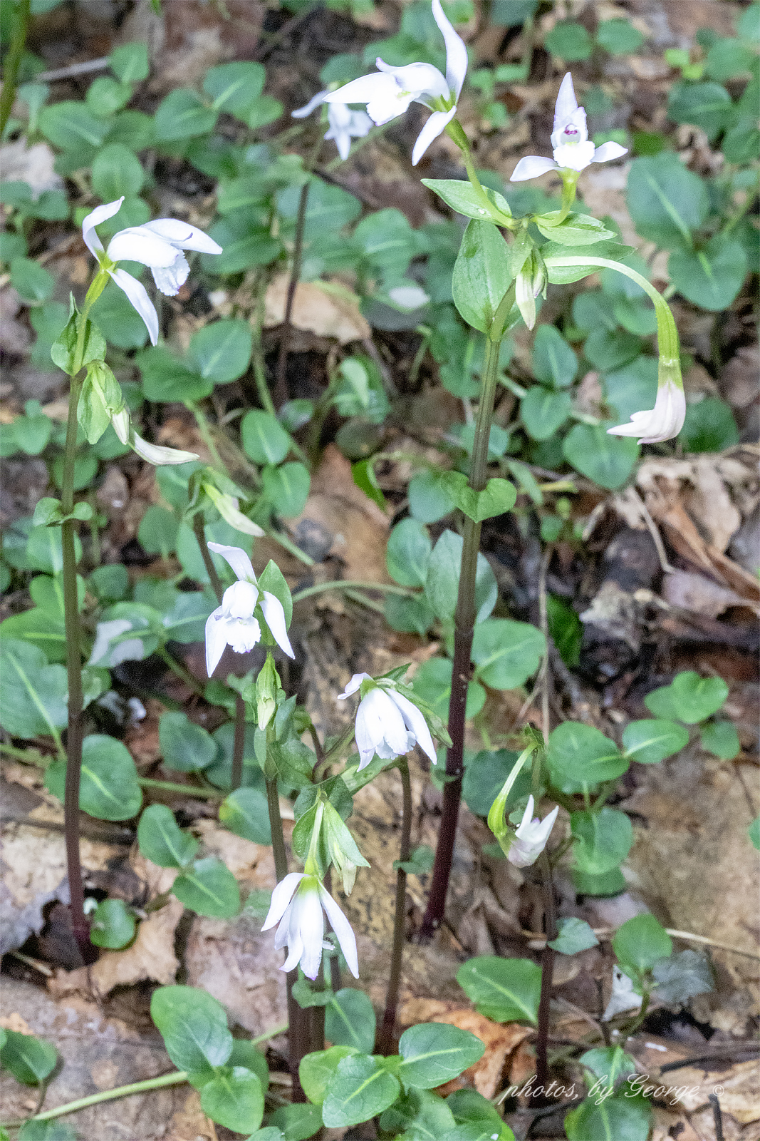 "What's Blooming Now" : Three Birds Orchid (Triphora trianthophoros)