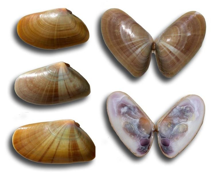 ANIMAIS DA RIA FORMOSA: Moluscos Bivalves (Ameijoas / Conquilhas, etc)