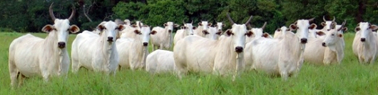 ASOCIACION ECOLOGISTA RIO MOCORETA: RAZA BOVINA NELORE