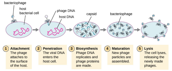 Biologi SMABA: Struktur, Replikasi dan Peranan Virus dalam kehidupan