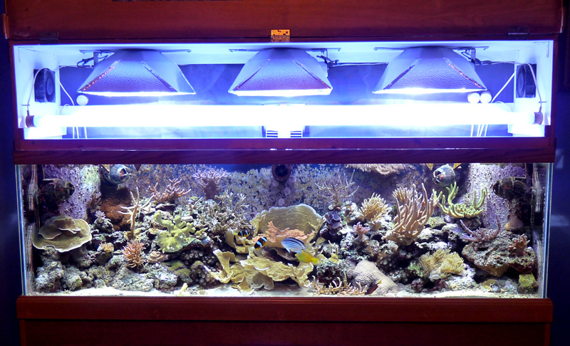 Aquarium DIY Lighting Setups | Home Business and Lighting Designs
