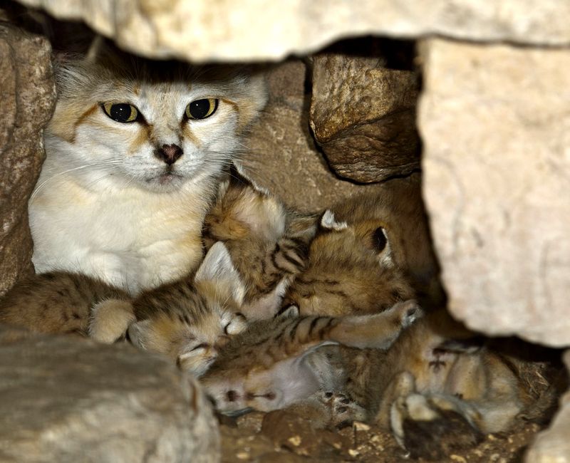 White Wolf : 4 Rare (and Adorable) Sand Cat Kittens Born in Israeli Zoo ...