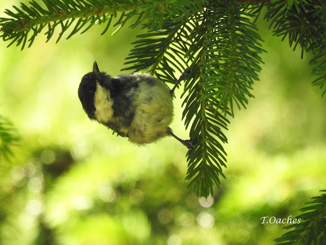 PASARI DIN ROMANIA: PITIGOI DE BRADET, Periparus ater