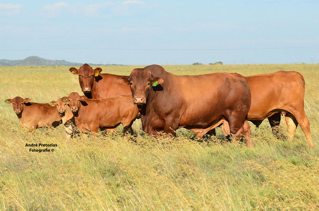 verRAS Jouself: Beefmaster