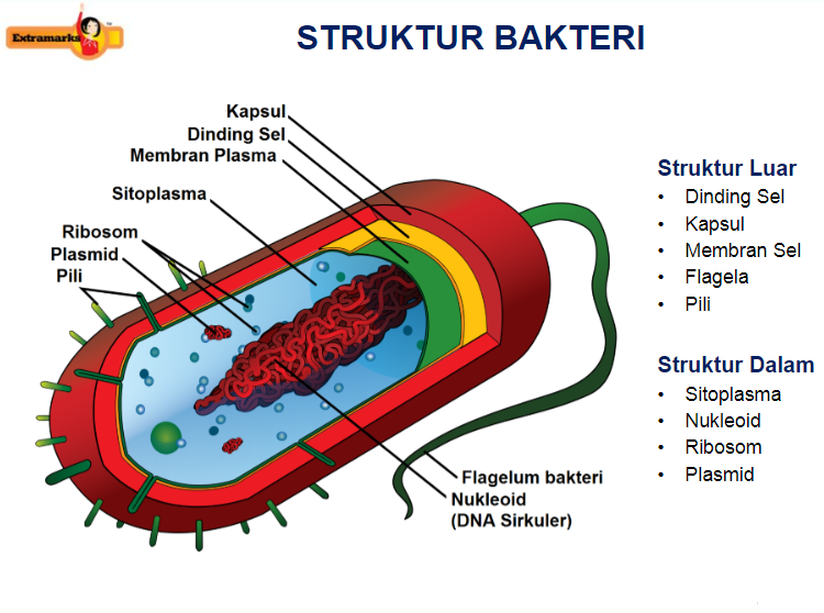 Mengenal Struktur Luar Dan Dalam Bakteri, Perbedaan Bakteri Gram Postif ...