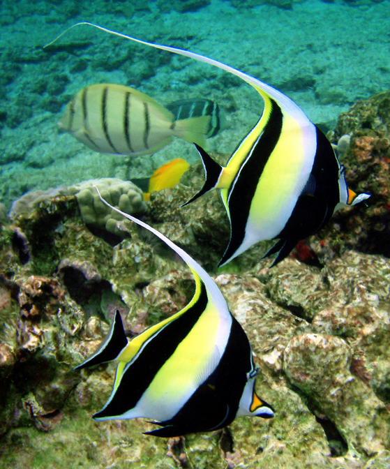 3. Moorish Idol Fish