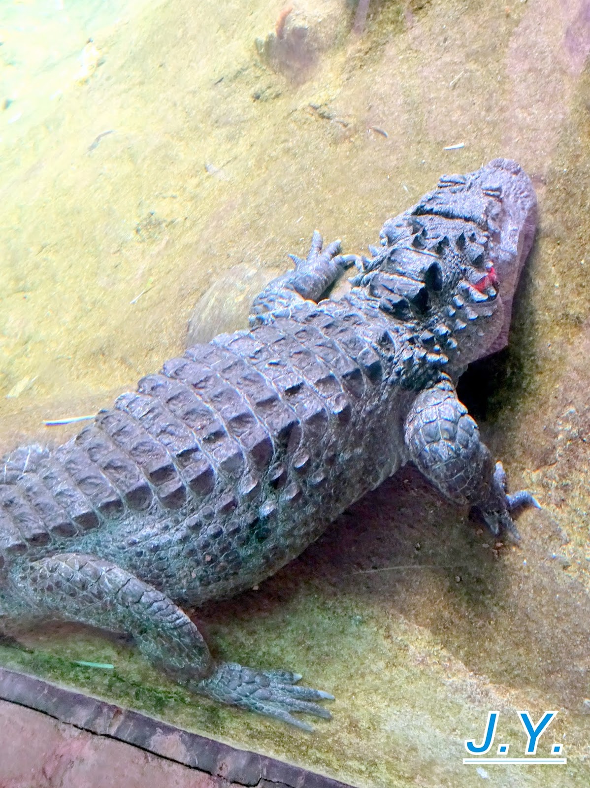 P E T I S - C U K A: "Gator Marsh (鱷魚潭)", Amazing Asian Animals