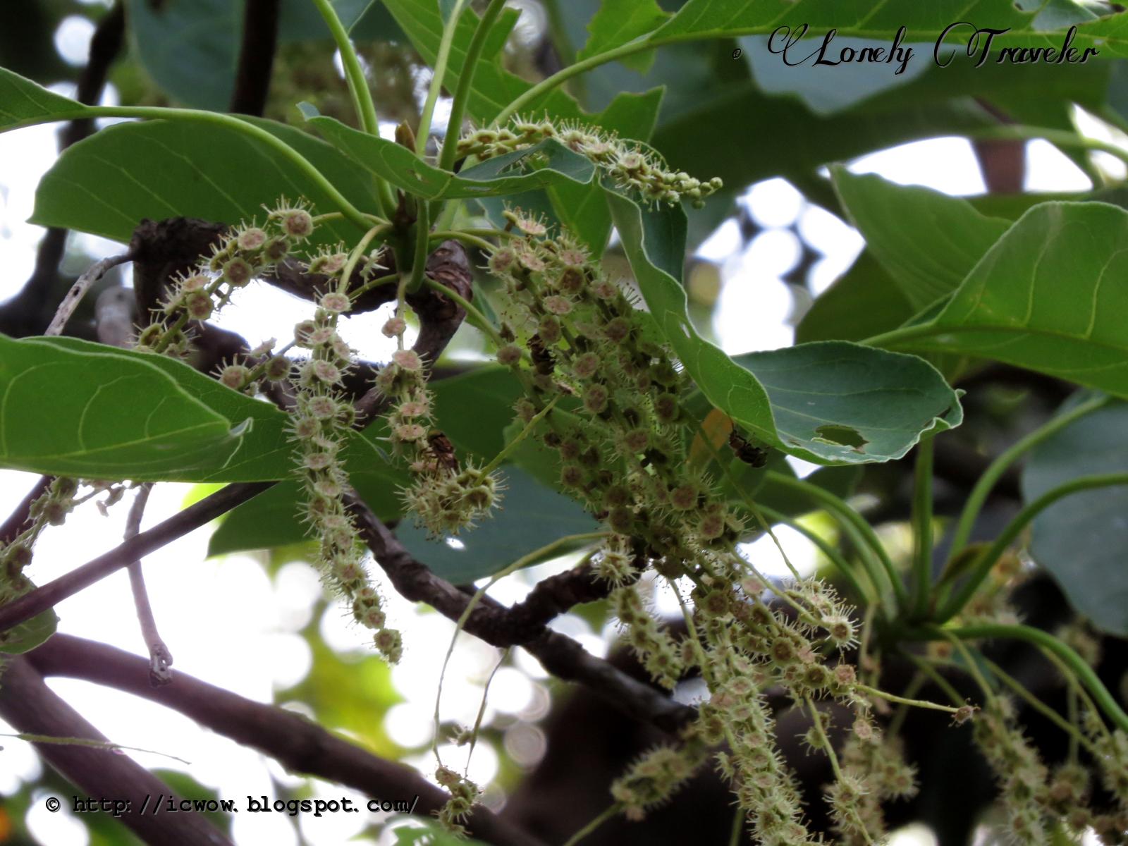 Bohera ful (বহেড়া ফুল) - Terminalia bellirica