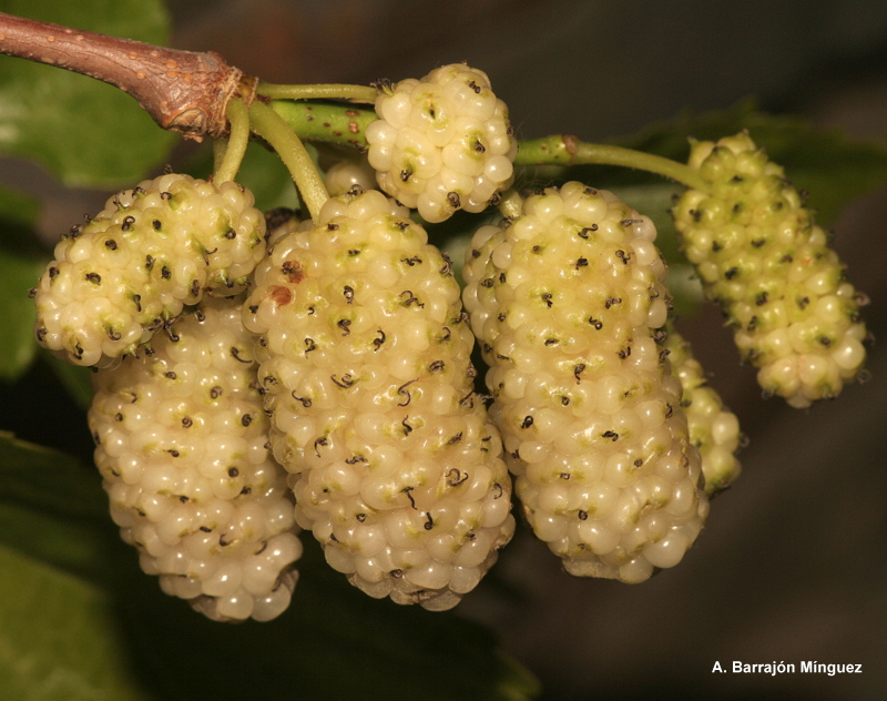 Naturaleza Viva: Morus alba L. Fam: Moraceae