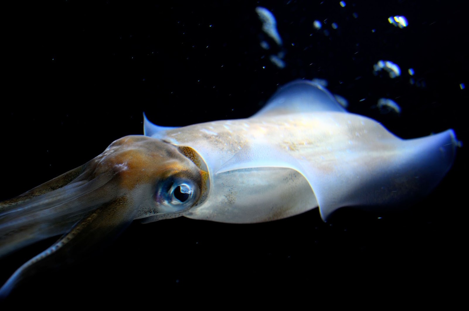 Gli animali di tutto il mondo