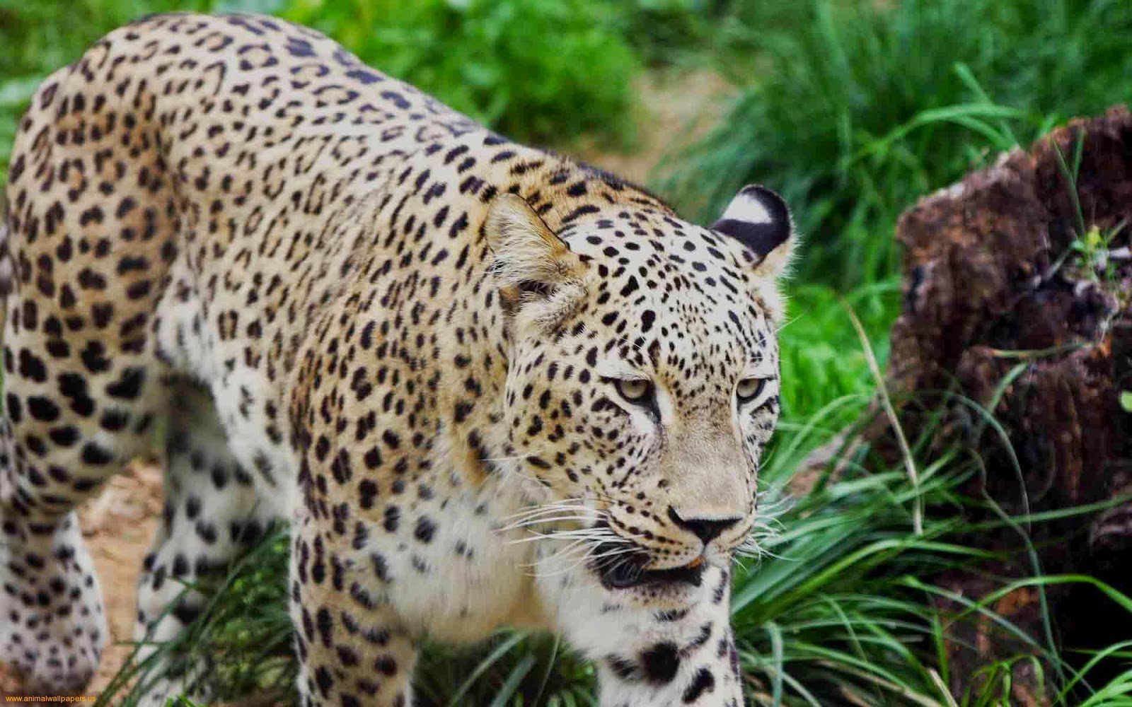 AVEEK- Blogs: Indian leopard