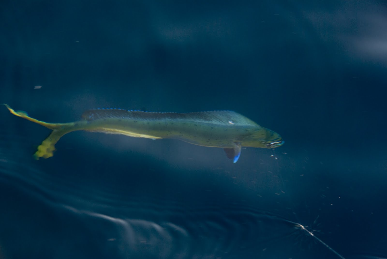 Pescando en la Bahía de Palma: la llampuga