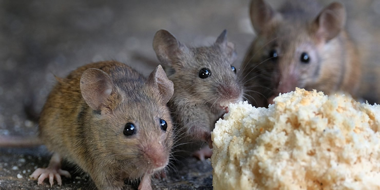 Mice Infestation: Signs and What To Do | Mice Riddance