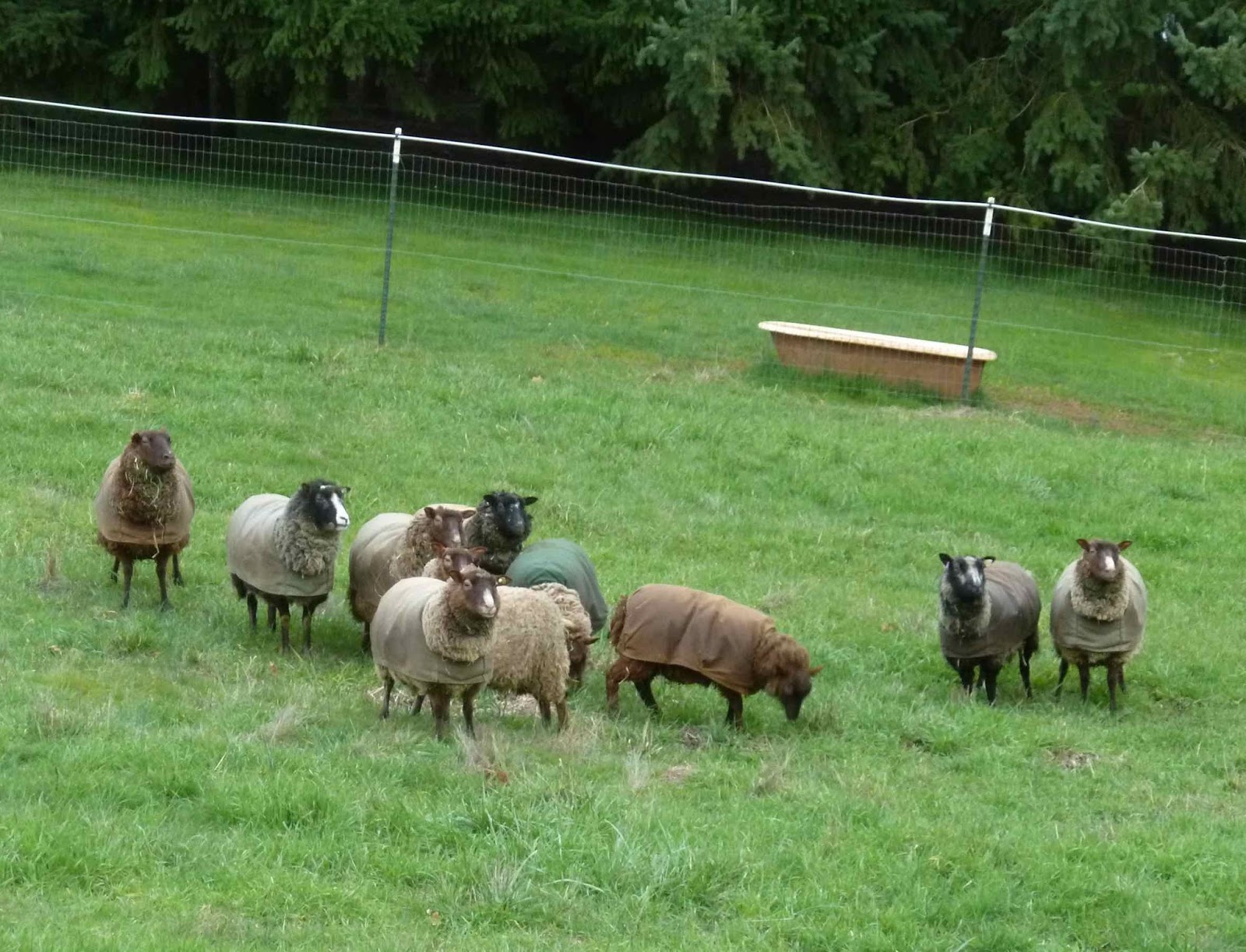 Boulderneigh: Sweet sheep