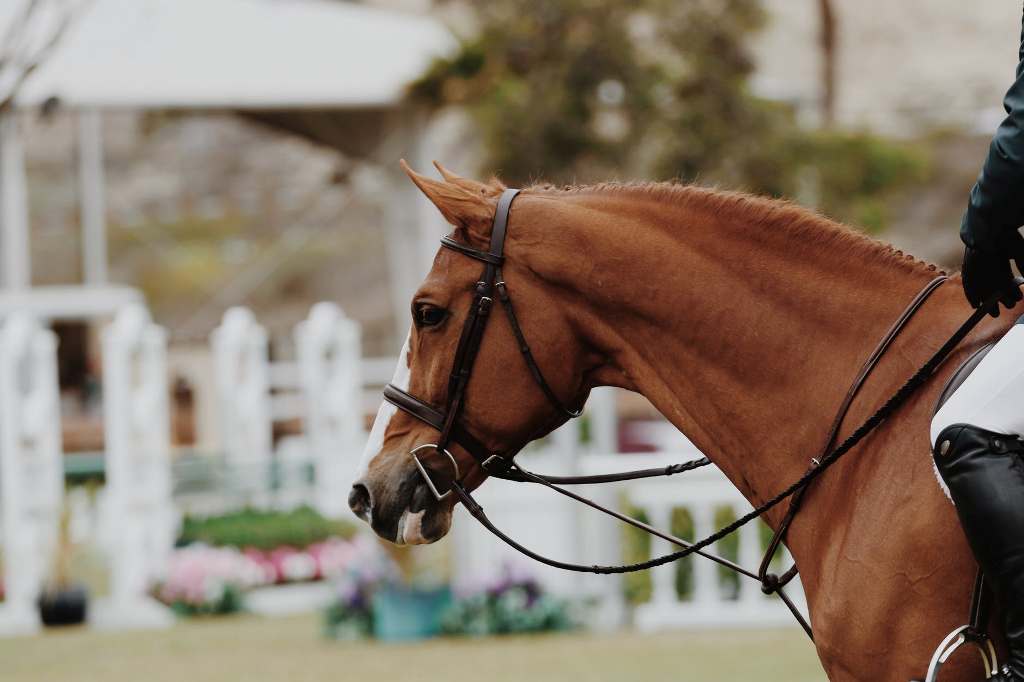 Best Horse Training Equipment - Review & Buying Guide