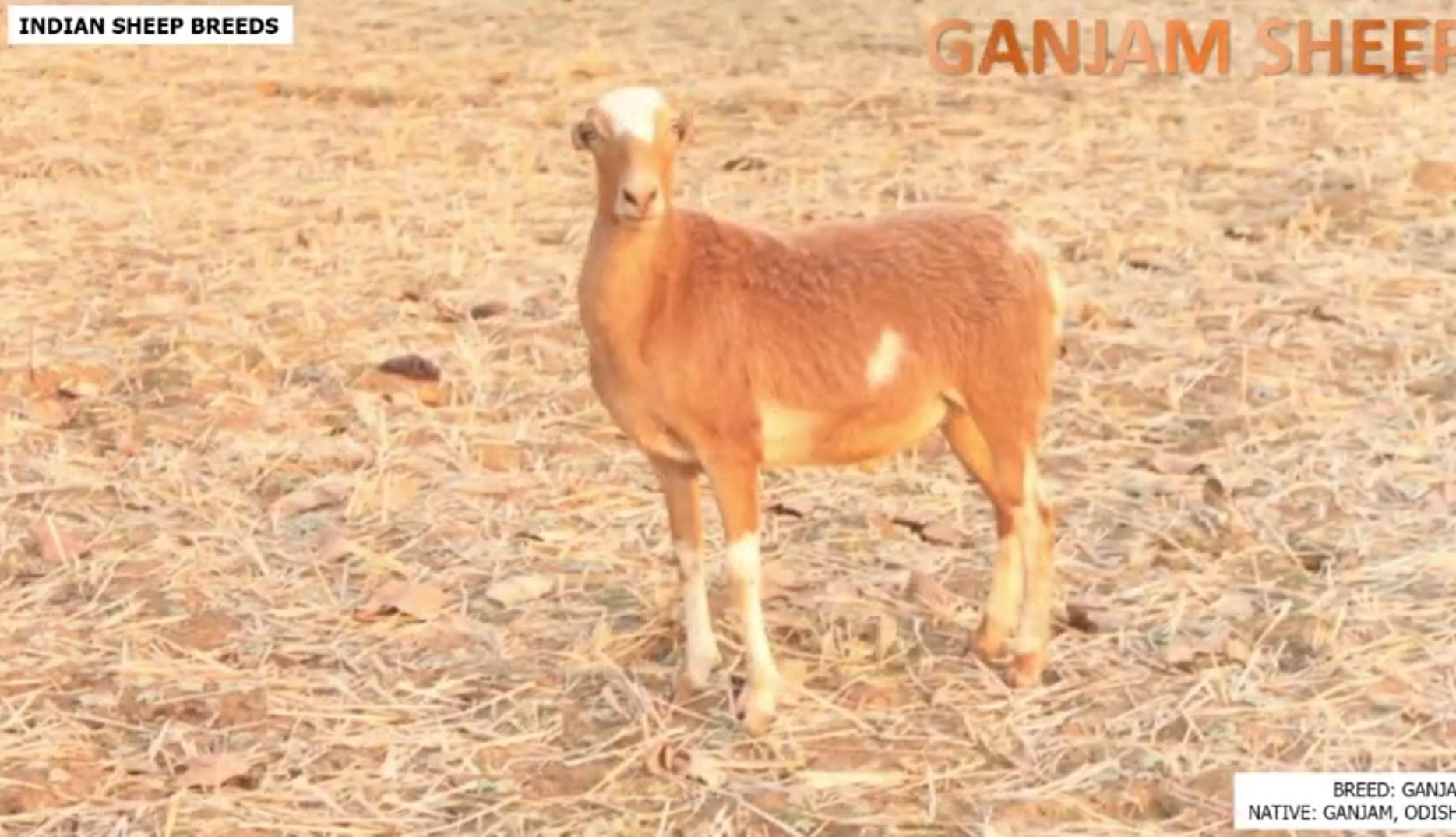 Most Popular Sheep Breeds of India