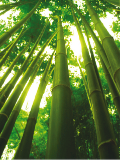 More Than Tics: The Miracle of the Chinese Bamboo Tree vs Parenting
