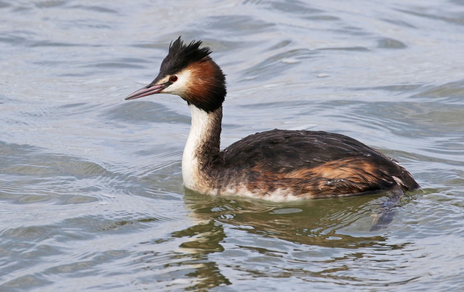 Pagham Birder: Slavonian Grebe