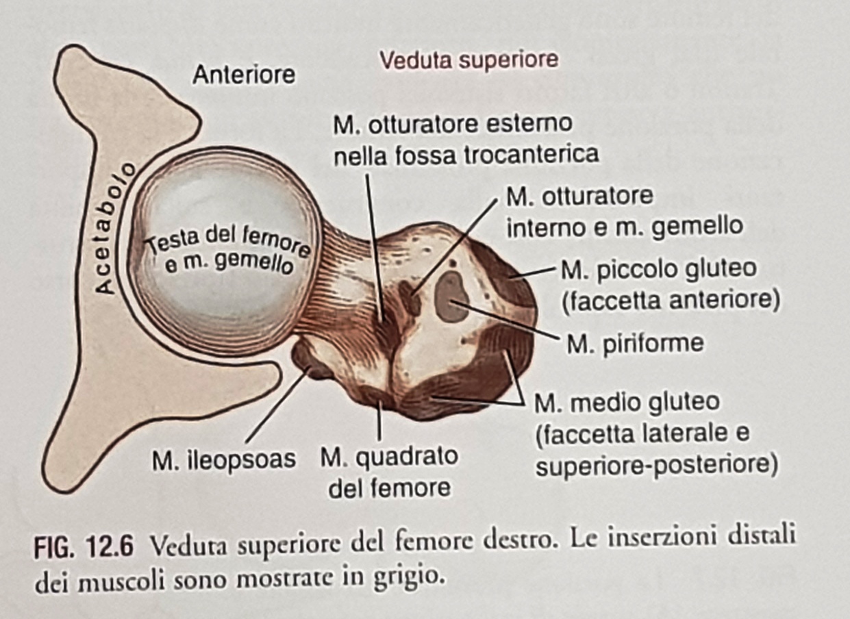 De Arte Gymnastica: L'ANCA: anatomia, biomeccanica e traumatologia