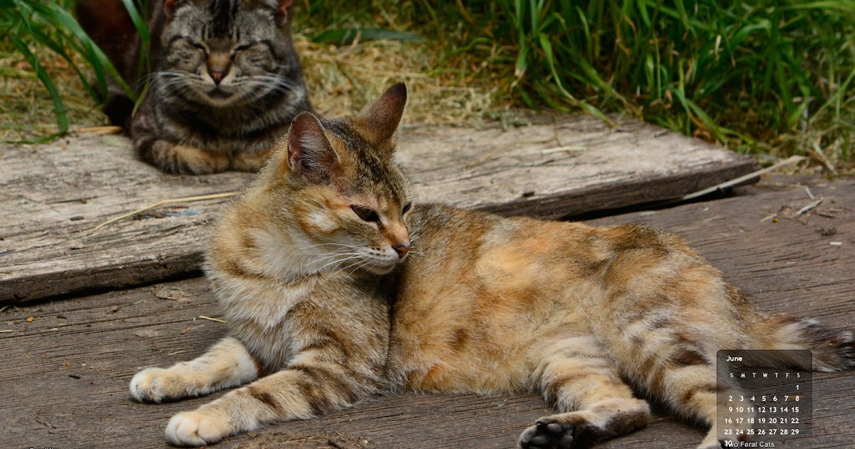 June Cat of the Month Calendar Wallpaper: Two Feral Cats
