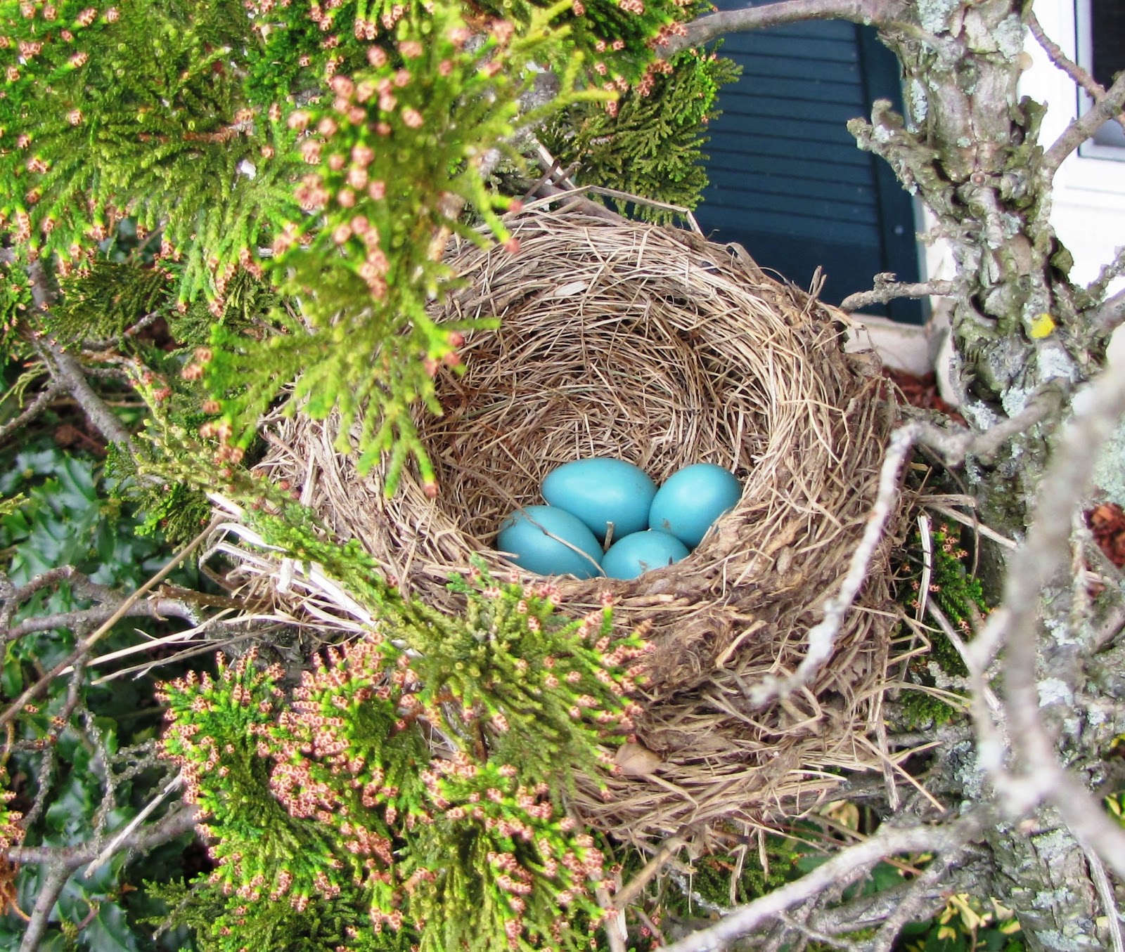 Maria's Merry Makings: Robin's Nest...