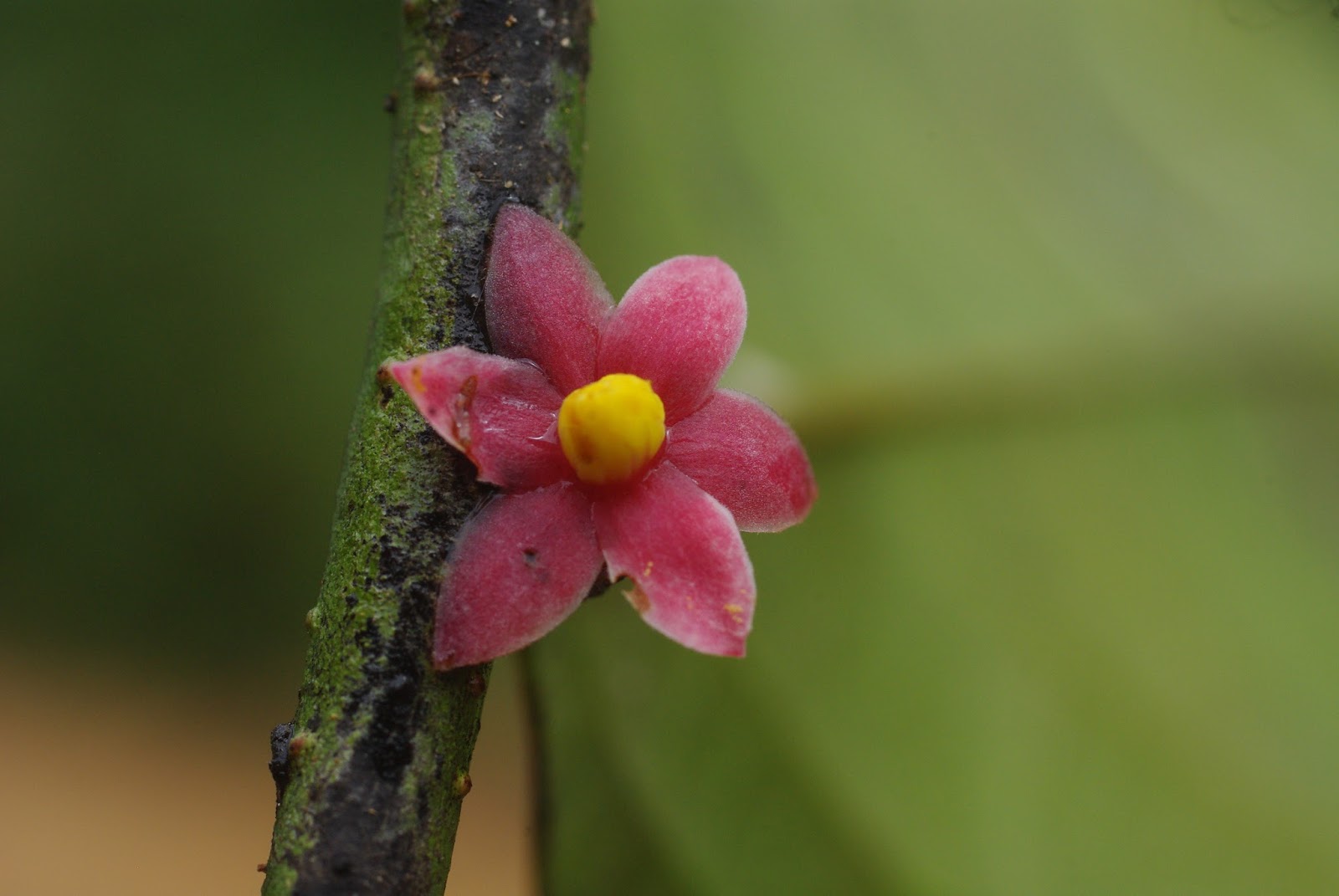 Verónica Izquierdo: Cultura Científica
