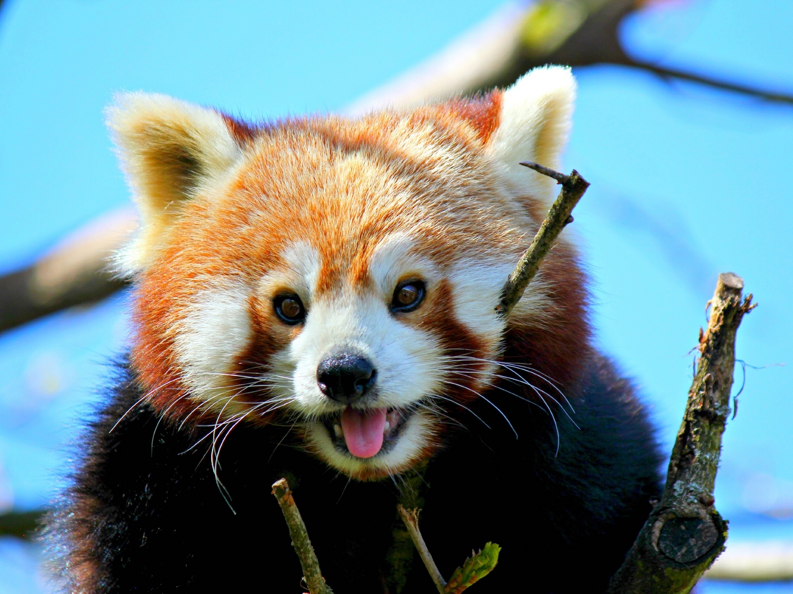 Fotografías de osos divertidos en el bosque