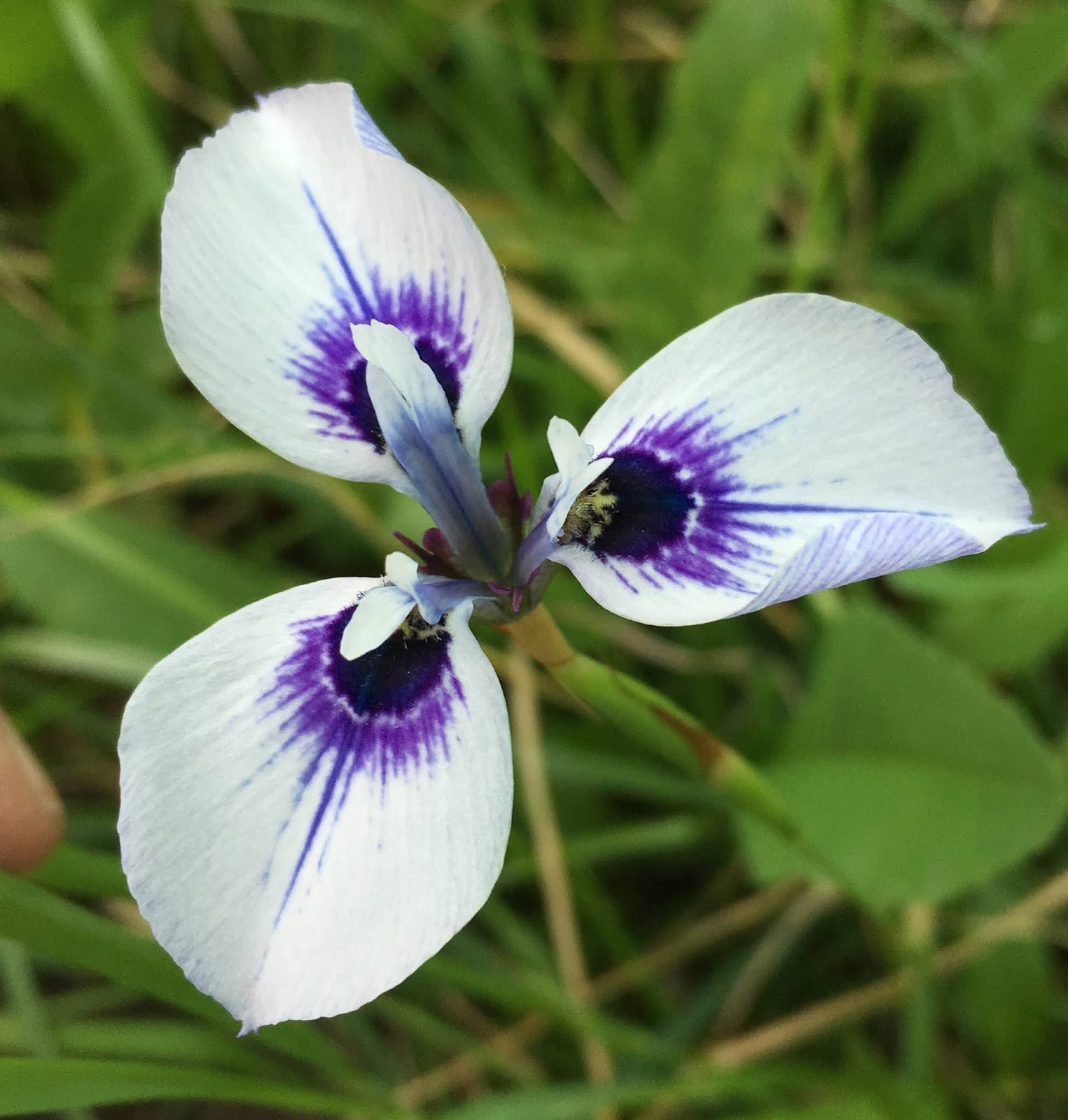 Growing Cool Plants: New Moraea Hybrids, 2020