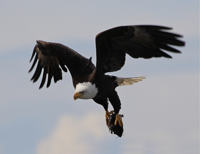 Powell River in Photos: Eagle Dinner