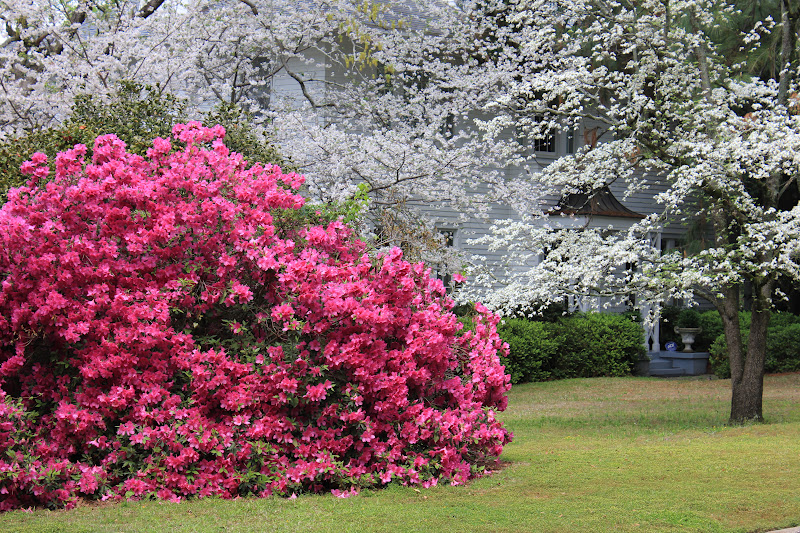 Where's Trevor: Spring is in the Air - Summerville, Augusta, Georgia