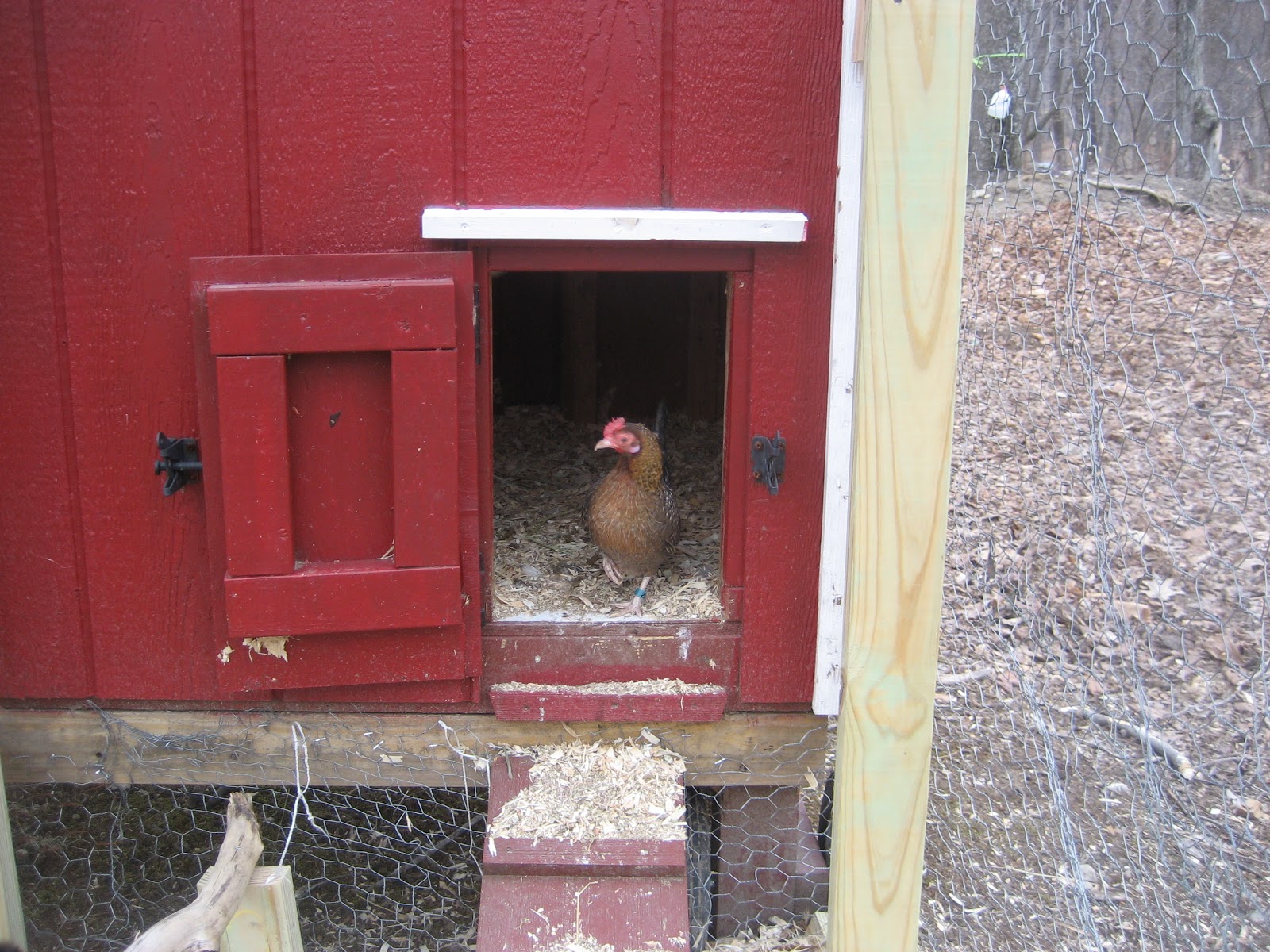 Chicken Scratch: Jewelry Box Chickens