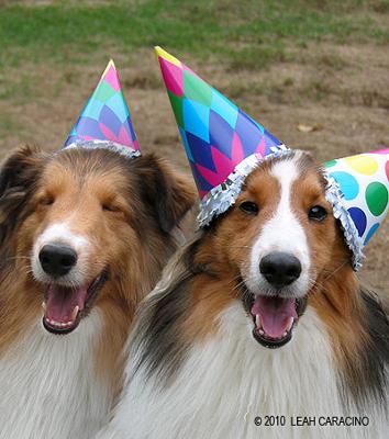 Animals Party | Photos 2012 | Funny And Cute Animals