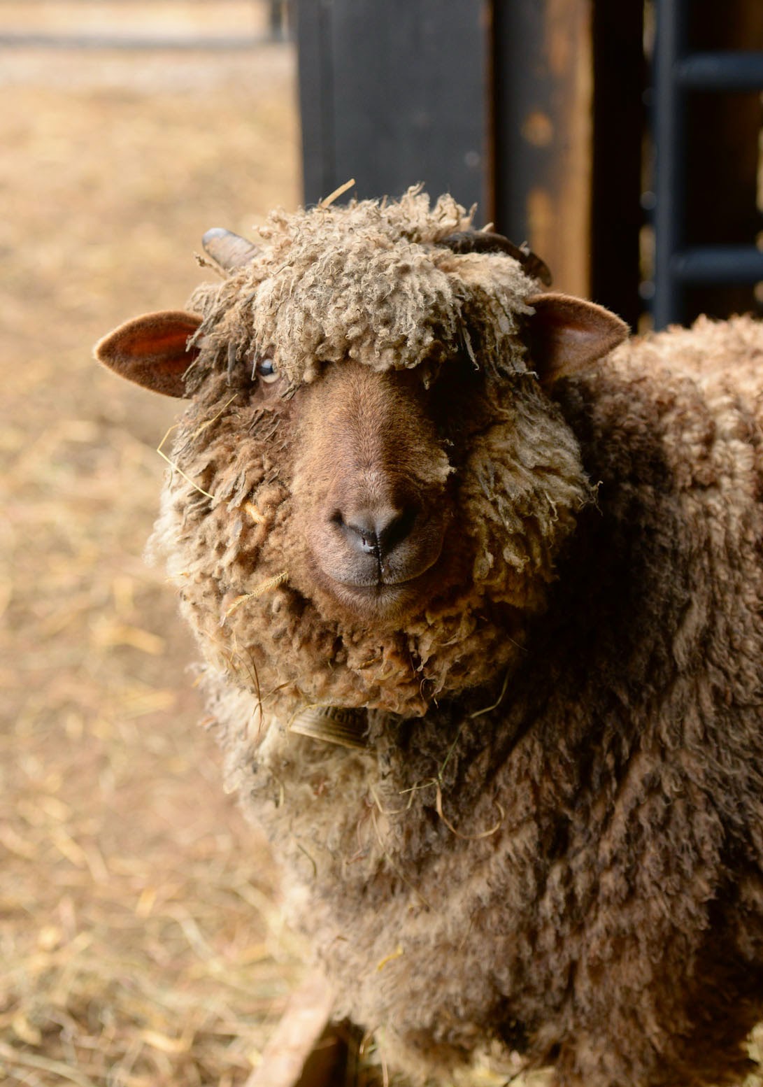 Punkin's Patch: Sleepy Sheepy Shots